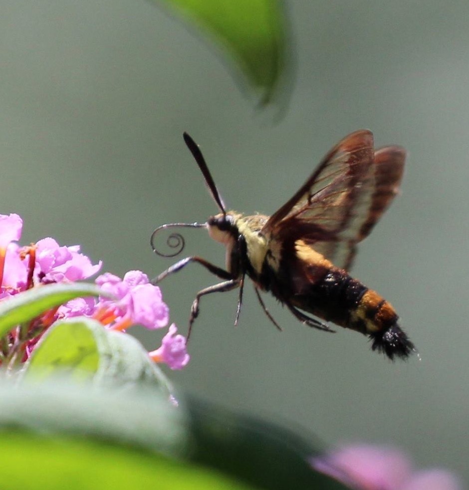 Haiku: Hummingbird mimic – heartclosetblog