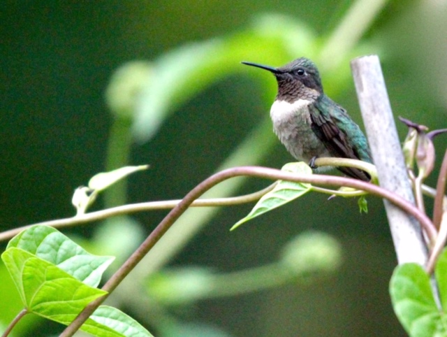 Haiku: Hummingbirds – heartclosetblog